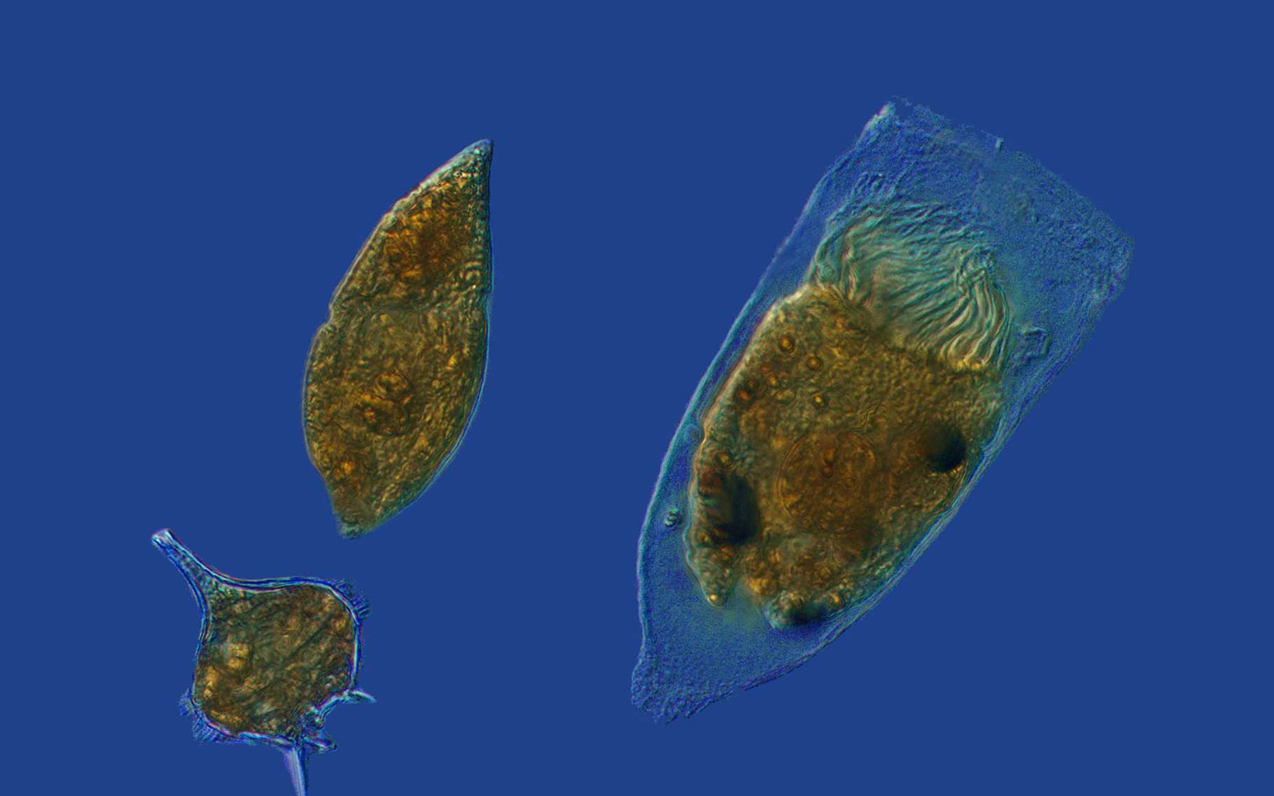 Plancton : définitions et chiffres | Dossier