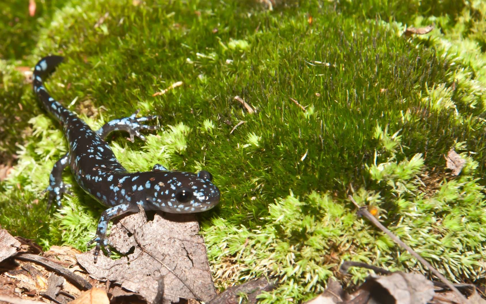 Des femelles salamandres volent des gènes aux mâles