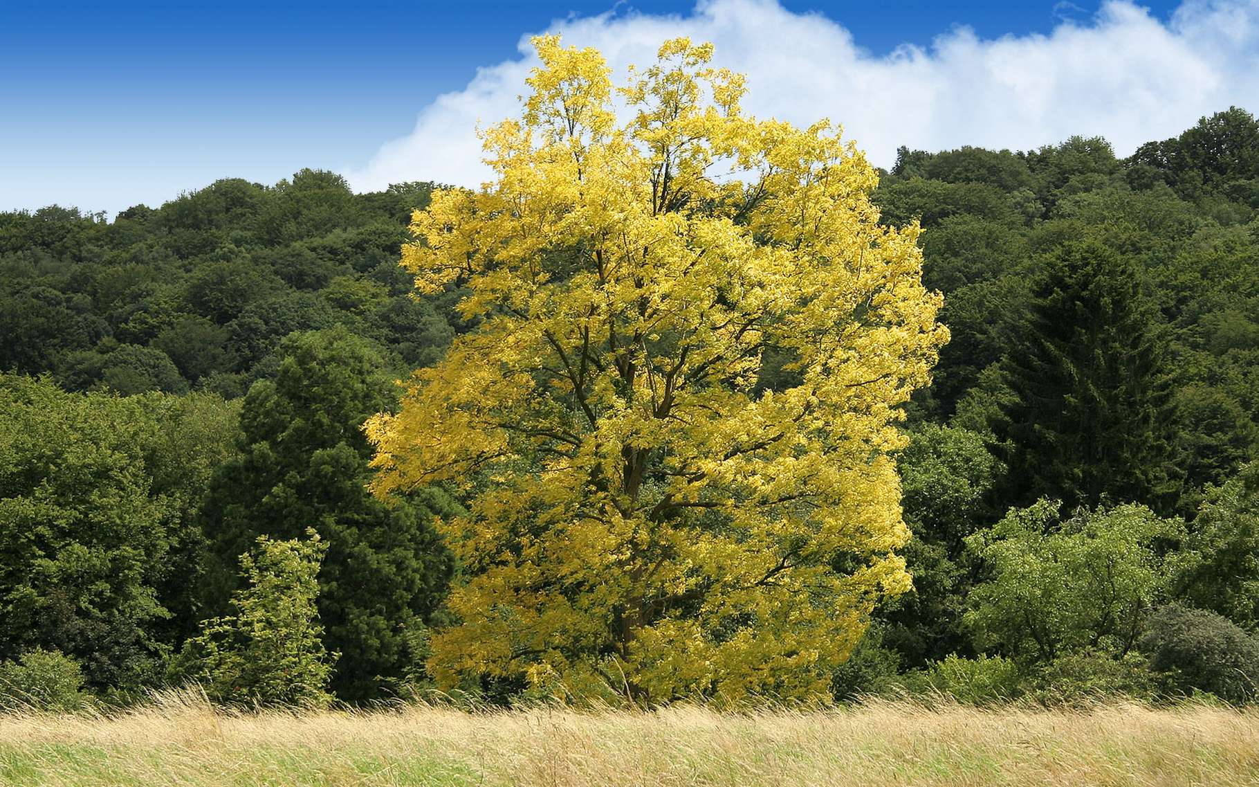 Définition | Robinier - Robinia pseudoacacia - Faux acacia | Futura Planète