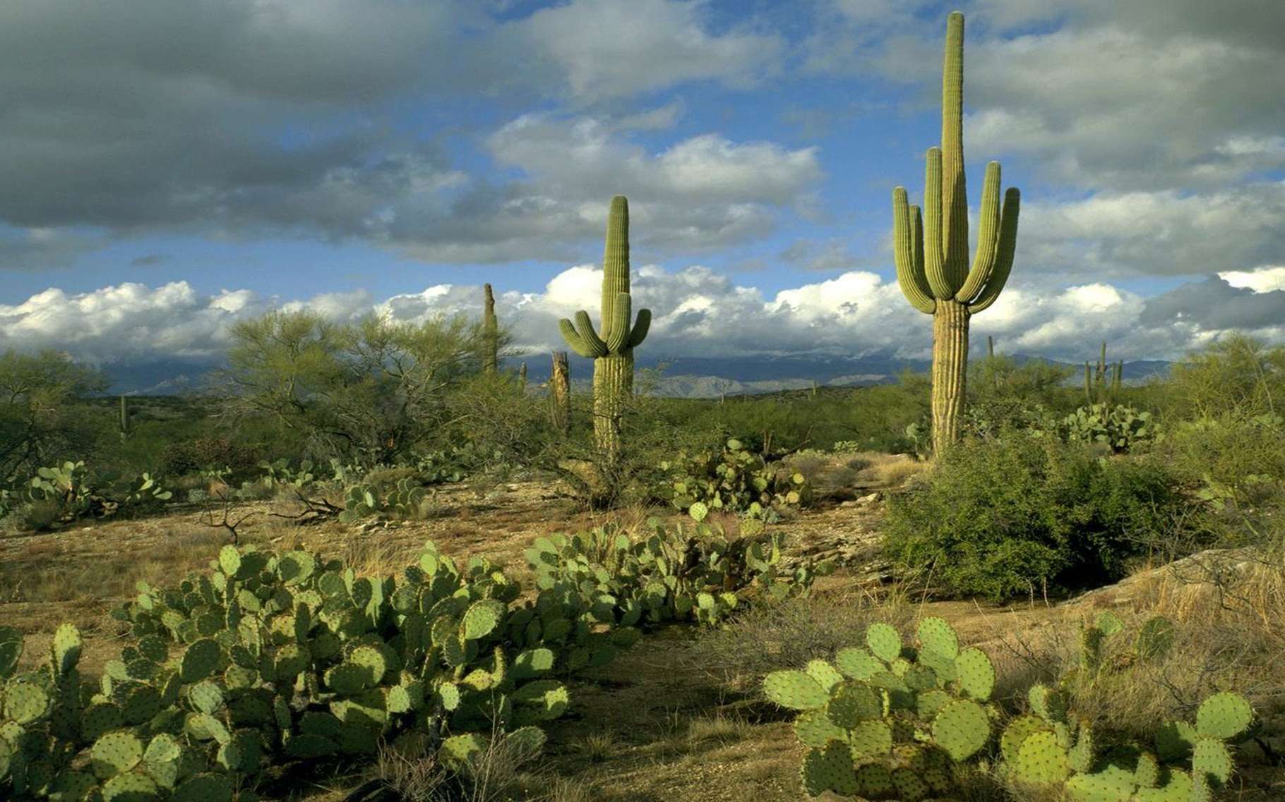 Adaptations des plantes aux climats secs | Dossier