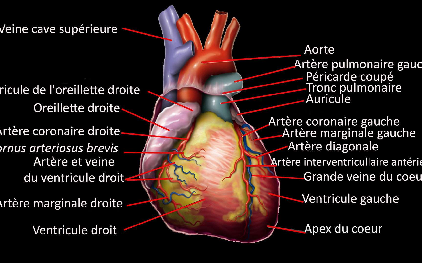Photos En Images Tout Savoir Sur Le C ur
