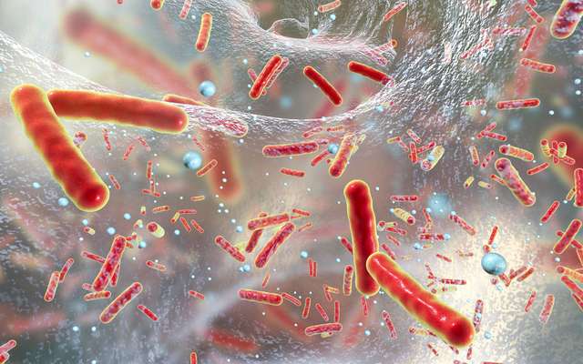 differences entre bacteries et microbes 3ème SVT