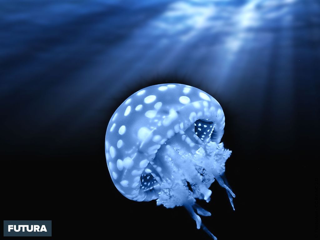 Beauté bleue - Fond d'écran et images gratuites