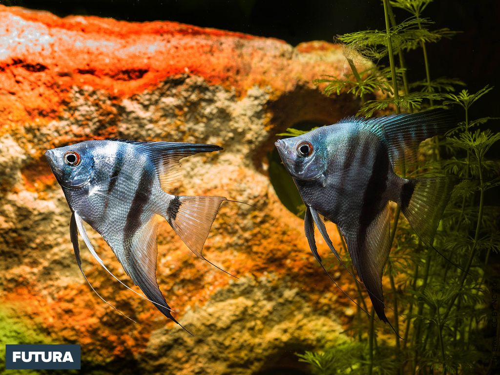 Scalaire - Pterophyllum scalare - Fond d'écran et images gratuites