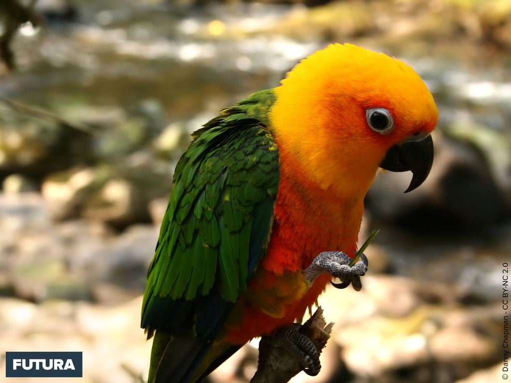 Conure du soleil - Fond d'écran et images gratuites