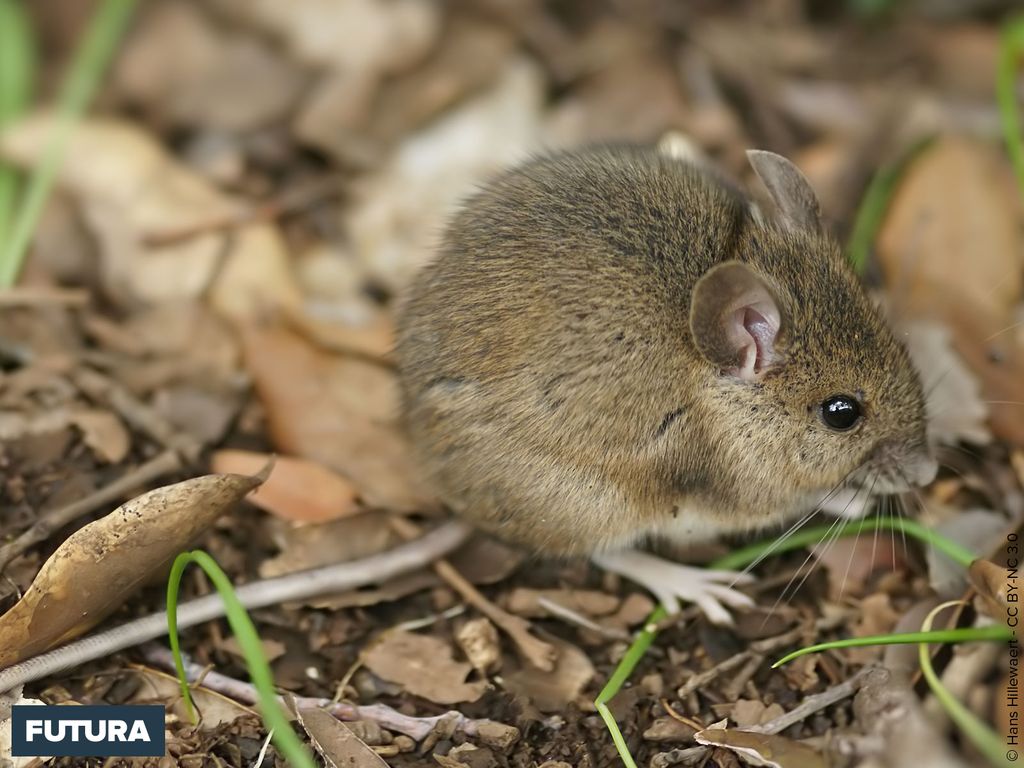 Mulot sylvestre - Apodemus sylvaticus - Fond d'écran et images gratuites