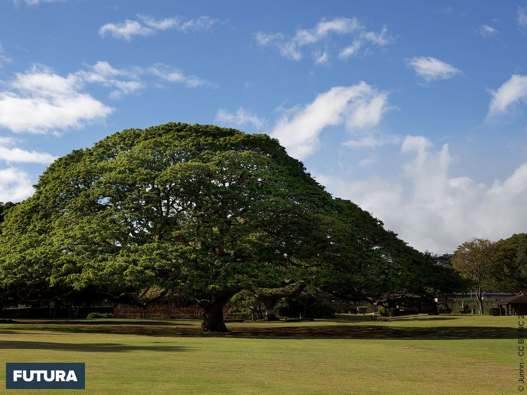 Hitachi tree - Fond d'écran et images gratuites
