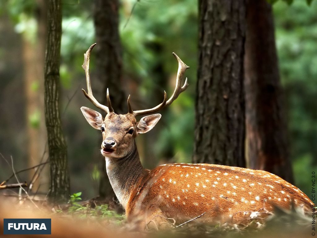 Daim Dama dama Linnaeus 1758 - Fond d'écran et images gratuites