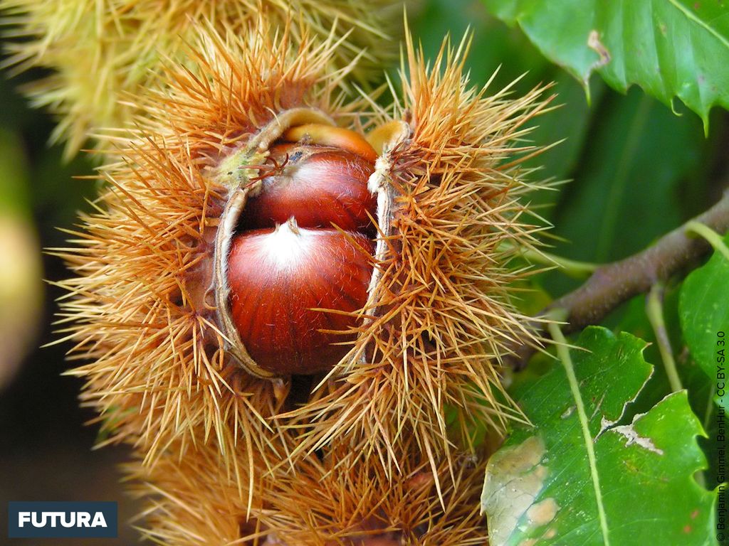 Automne : la saison des châtaignes - Fond d'écran et images gratuites