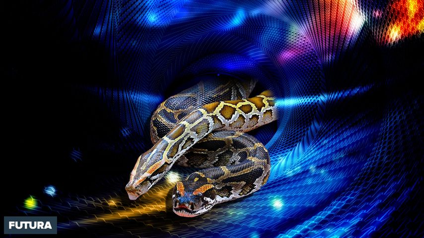 Le Plus Grand Python Du Monde