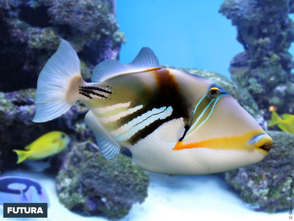 Le baliste (trigger-fish) : sa nageoire caudale se dresse comme une ...