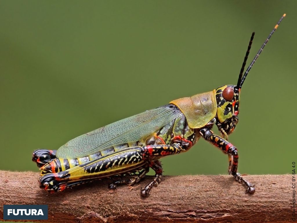 Sauterelle (Zonocerus variegatus), femelle, Bobiri Forest, Ghana ...