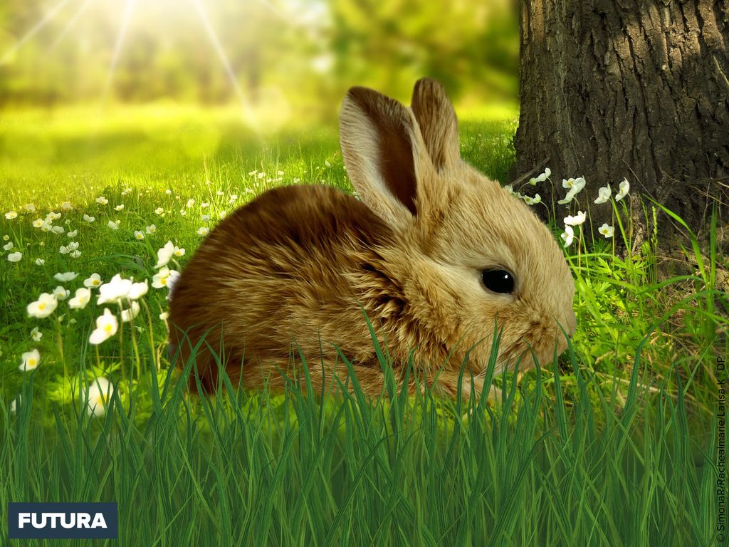 Les premiers pas du lapereau dans la prairie - Fond d'écran et images ...