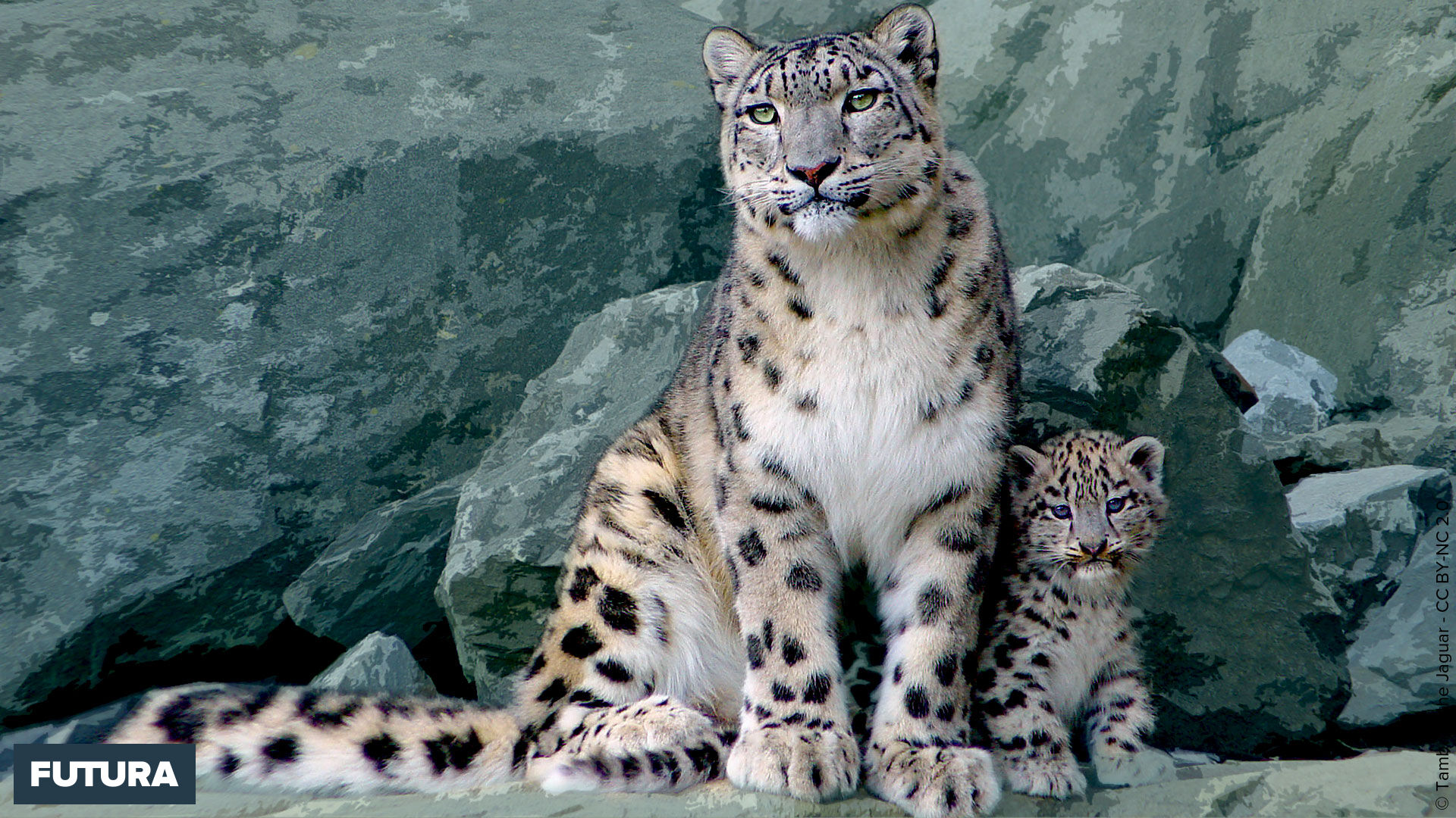 Fond D'écran Léopard Des Neiges 1920x1080