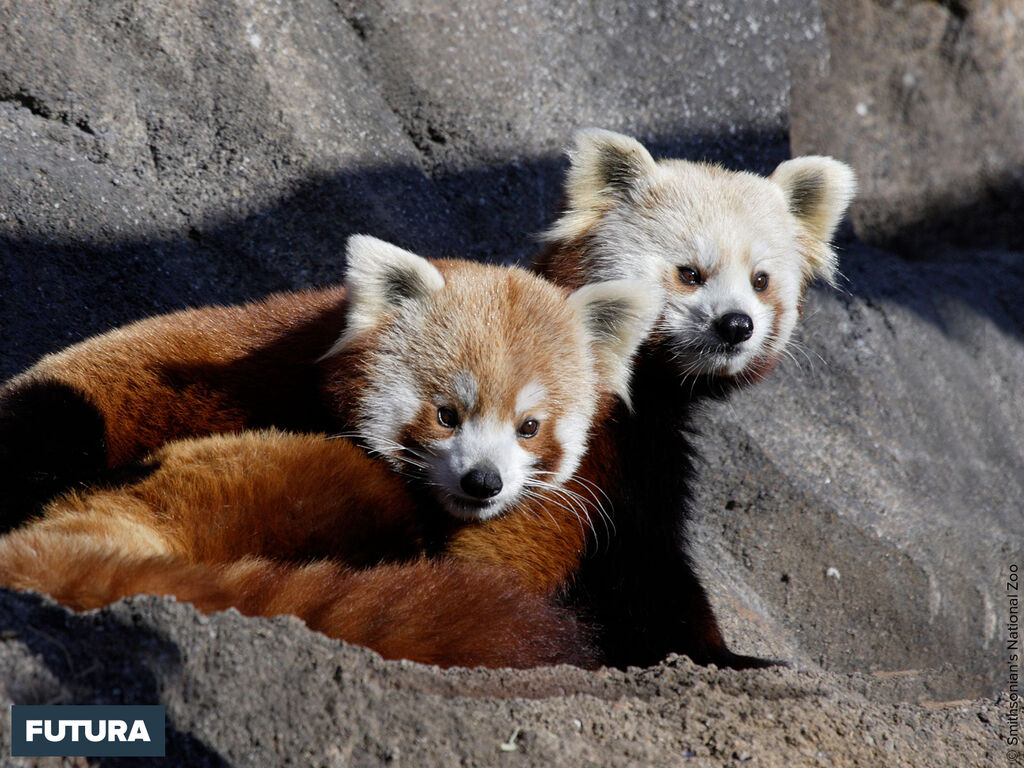 Panda roux originaire de l'Himalay il est végétarien - Fond d'écran et ...
