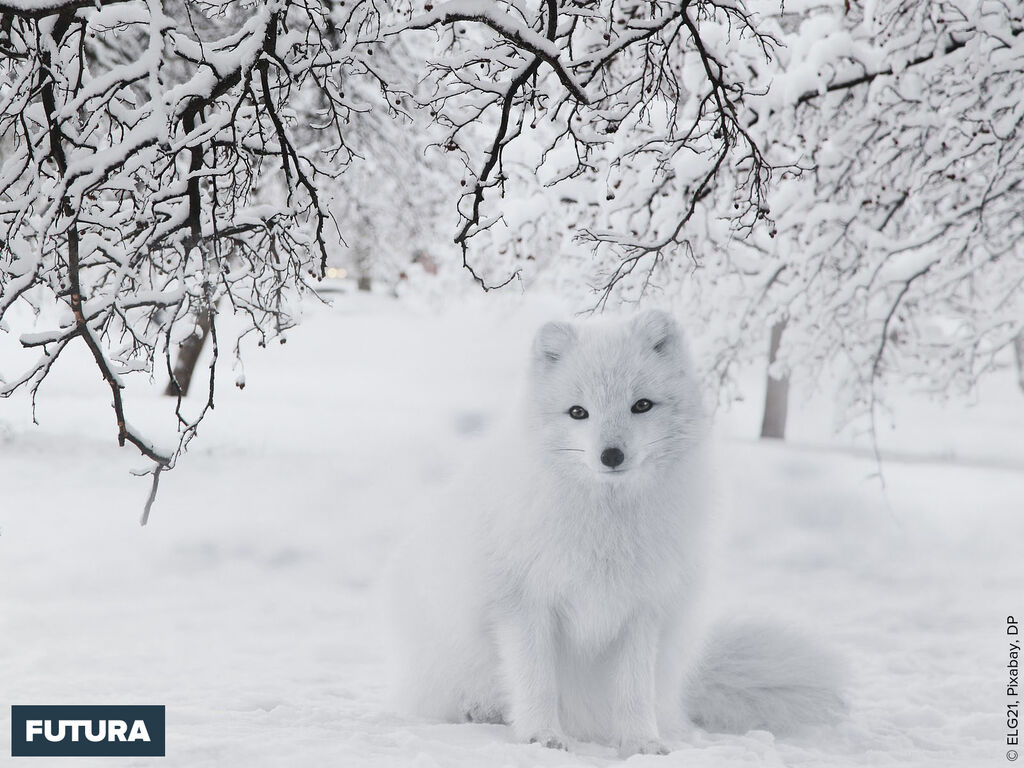Renard polaire très robuste, peut survivre aux températures glaciales ...