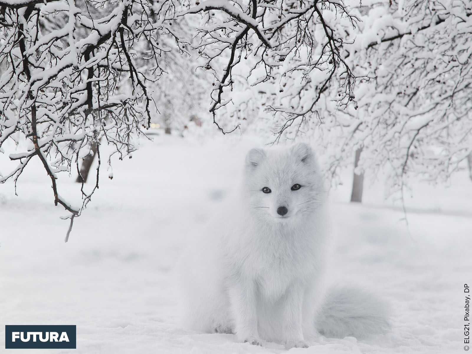 Dessins De L'habitat Du Renard Arctique Renard Neige Images Libres De