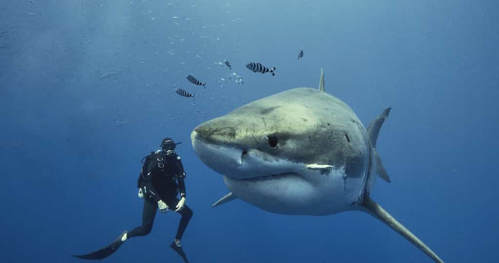 Face à un requin, chaque geste compte : les conseils de Steven Surina ...