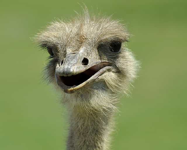 En vidéo : les autruches dorment... comme les ornithorynques