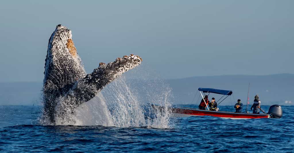 On sait enfin pourquoi les baleines à bosse ne voient pas le danger arriver