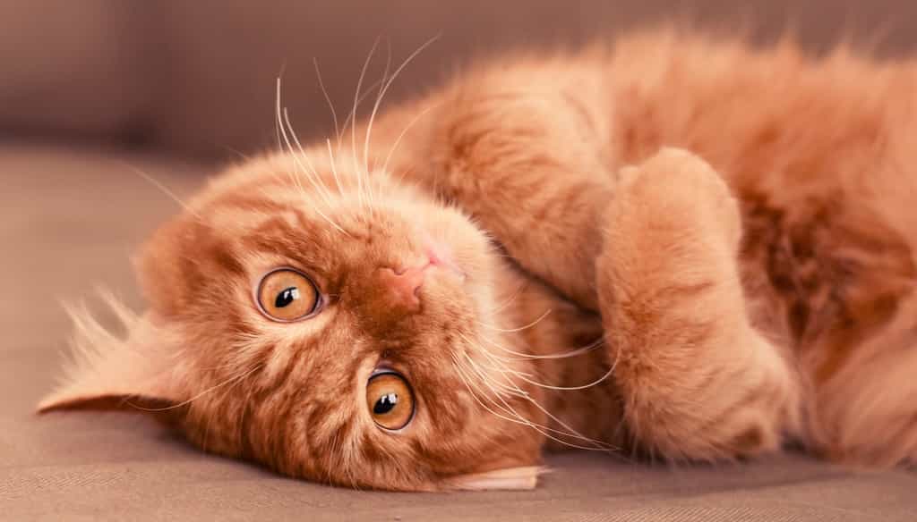 Chat roux : les scientifiques ont enfin trouvé ce qui le rend unique