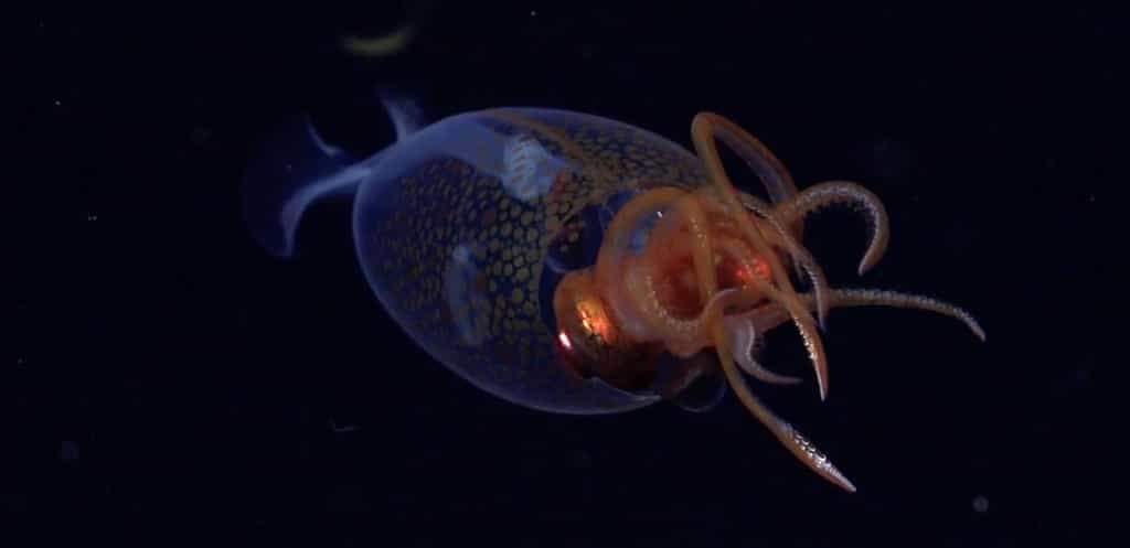 Ils n’en reviennent pas : des scientifiques dévoilent les premières ...