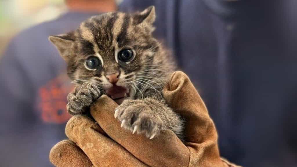 Shane&daff on the other hand this lady is somewhat better