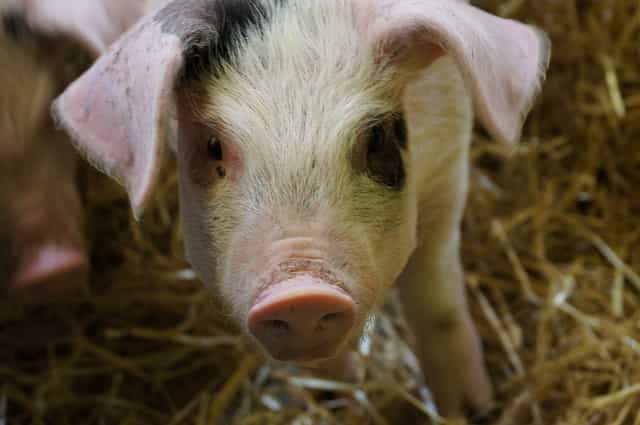 Génétique Du Cochon Humain | Porc Anatomie – LTAX