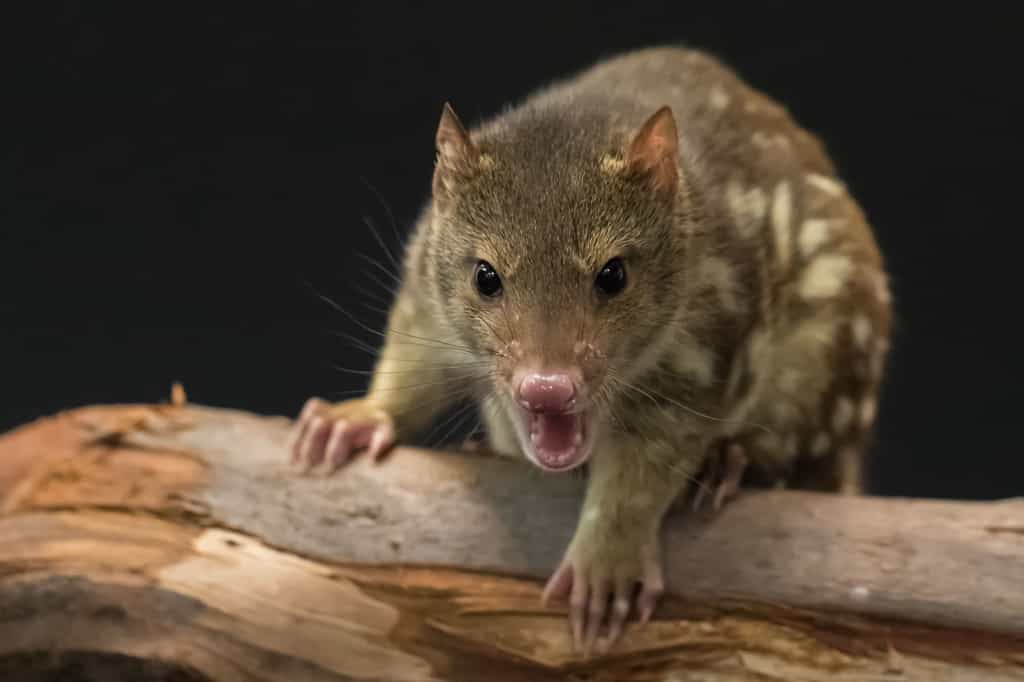 Ce marsupial se reproduit frénétiquement au dépend de son sommeil