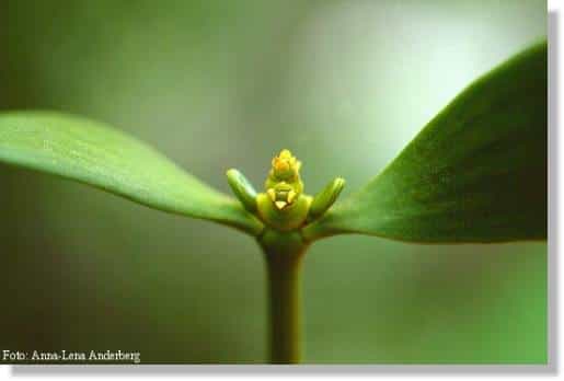Les plantes parasites | Dossier