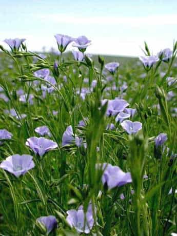 Le lin et la fibre de lin | Dossier