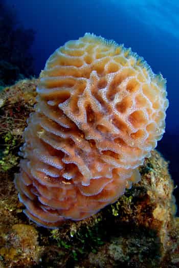 Éponges : classification, anatomie et fonctionnement | Dossier