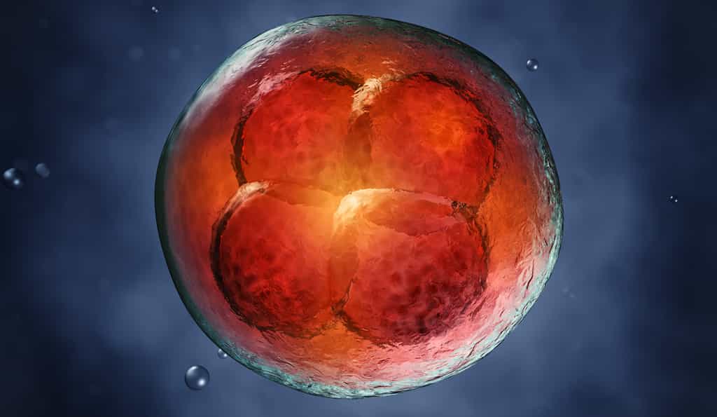 Une première mondiale : des chercheurs filment en direct l’implantation ...