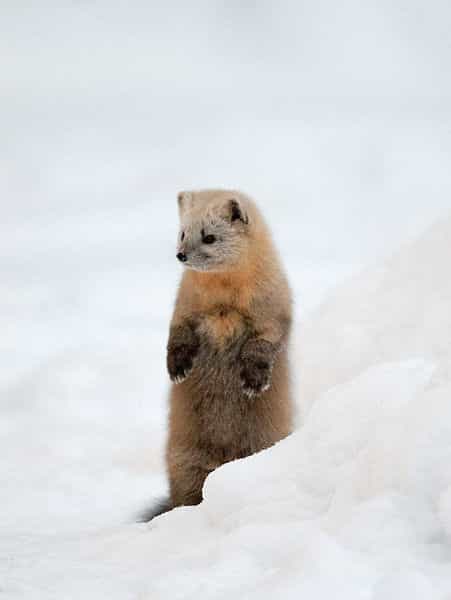 Définition | Zibeline - Martes zibellina | Futura Planète