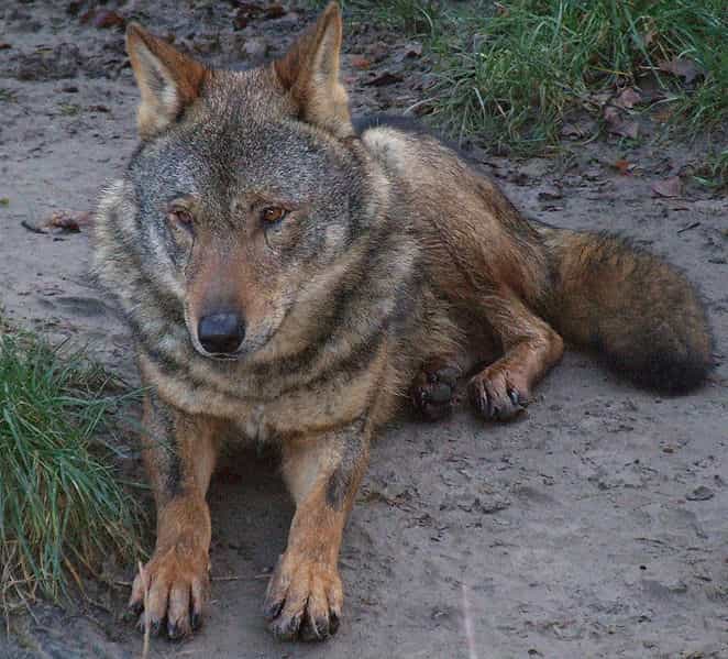 Définition | Loup Ibérique - Canis lupus signatus | Futura Planète