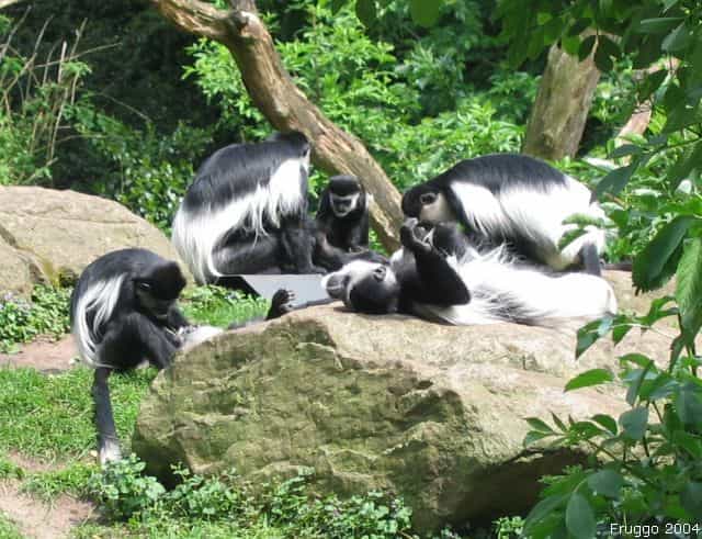 Définition | Colobe guereza - Colobus guereza | Futura Planète