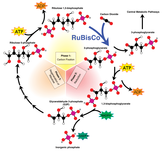 Définition | Cycle de Calvin - Cycle de Calvin-Benson | Futura Planète