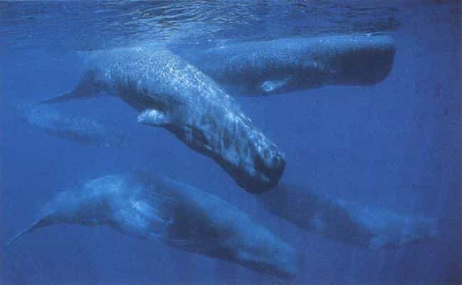 Définition | Cachalot - Physeter macrocephalus - Cachalot macrocéphale ...
