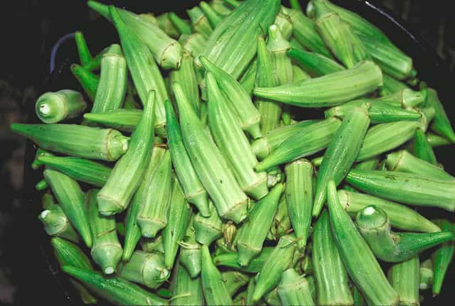 Définition | Gombo - Okra | Futura Planète