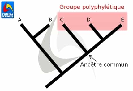 Définition | Polyphylétique - Polyphylie | Futura Planète