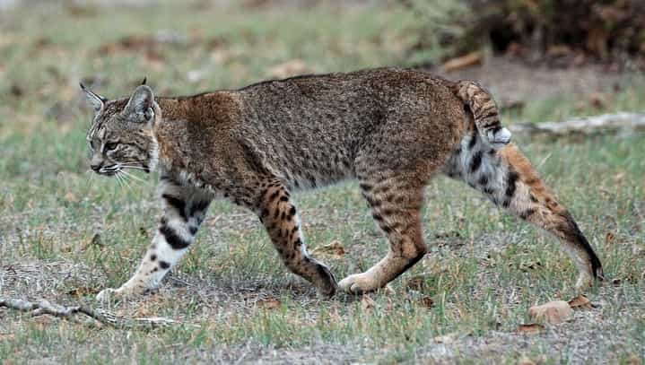 Définition | Lynx roux - Lynx bai - Lynx rufus | Futura Planète