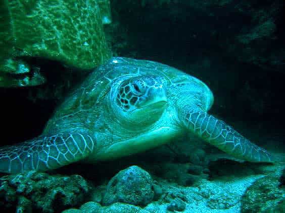 Définition | Tortue verte - Chelonia mydas | Futura Planète