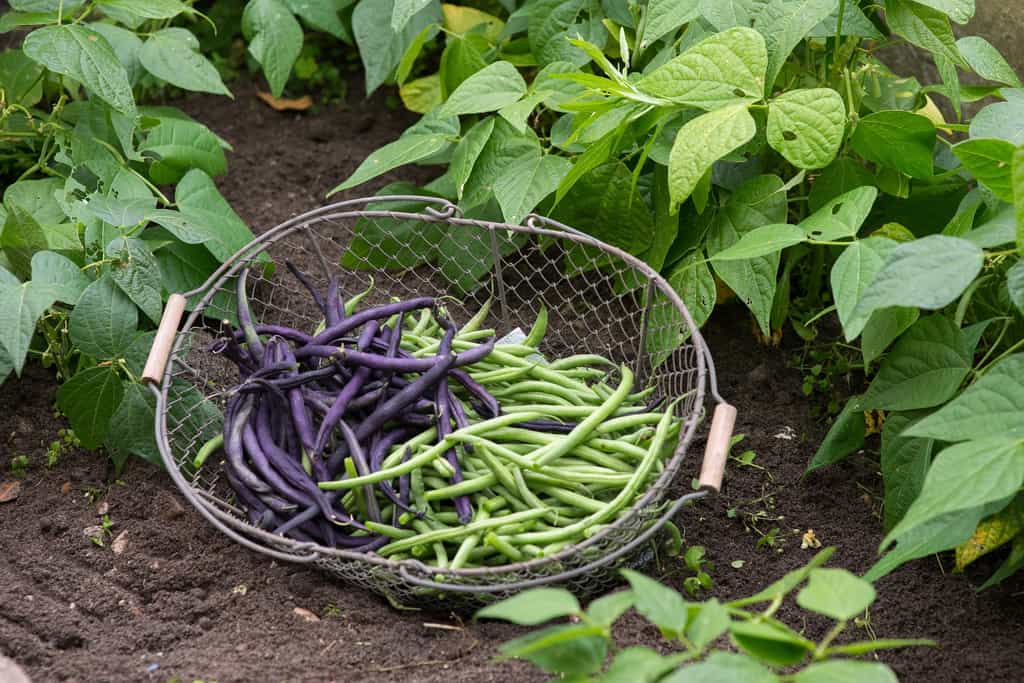 Comment réussir la culture des haricots verts