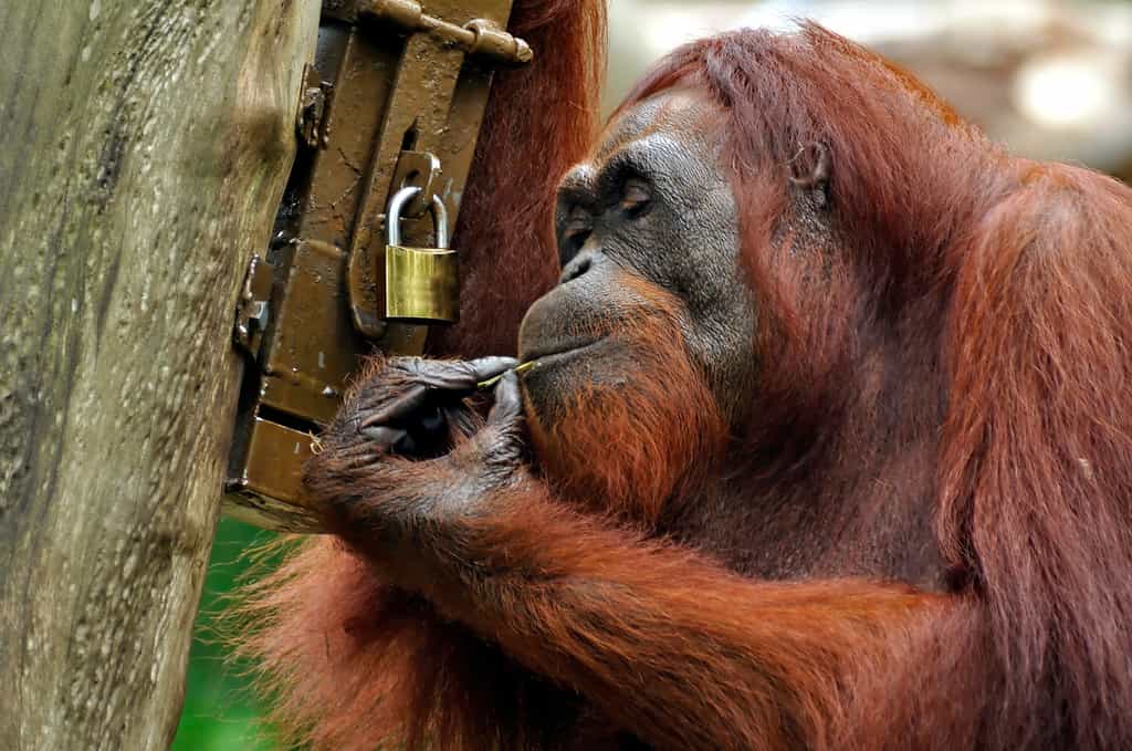 L’histoire incroyable de l'orang-outan dont le plan d’évasion a fait ...