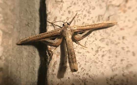 Étrangeté du vivant : un étonnant papillon en forme de croix