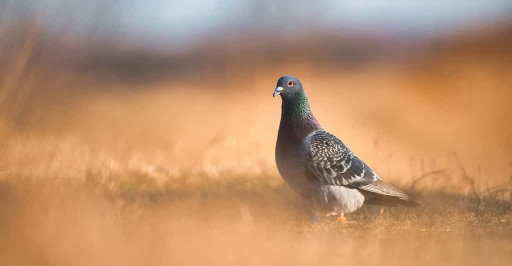 Le pigeon biset, génie emplumé sous-estimé