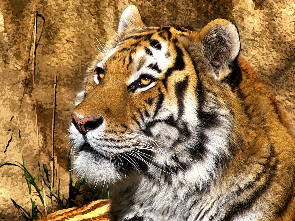 Tigre