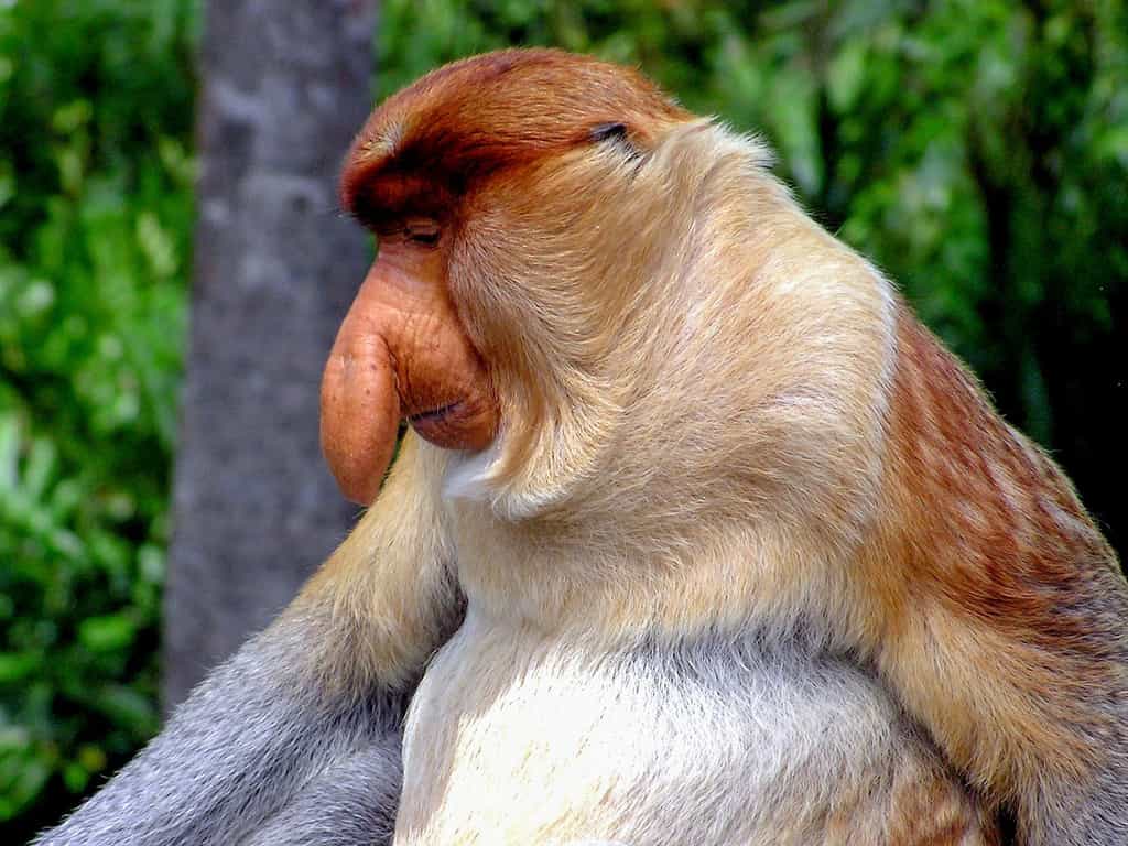 Nasique, singe arboricole de l'île de Bornéo