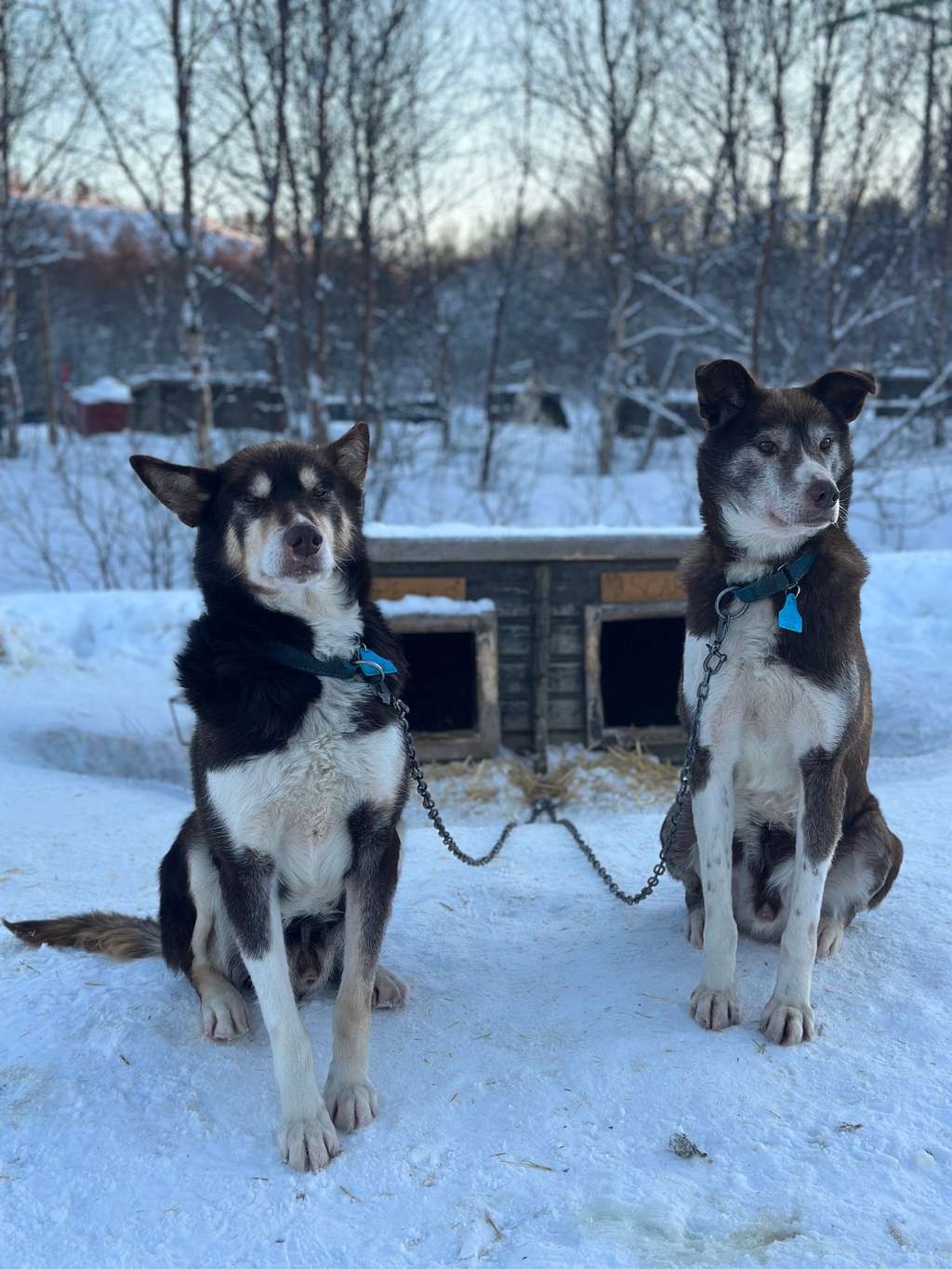 Aurores boréales : pourquoi 2025-2026 est le moment idéal pour explorer ...