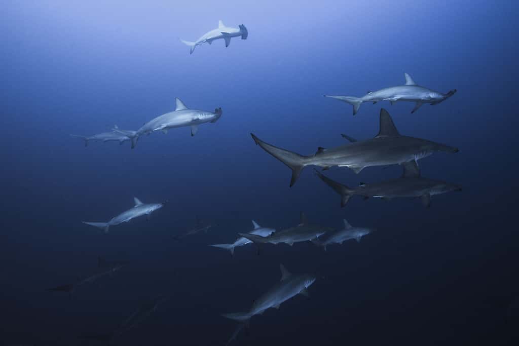 Les requins vont-ils envahir nos côtes avec le réchauffement climatique